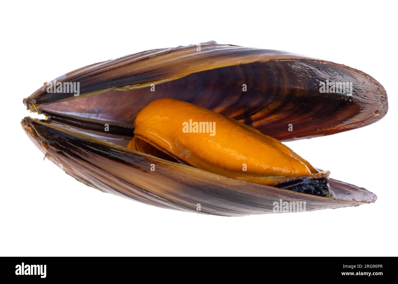 mussels in shell isolated on white background Stock Photo - Alamy