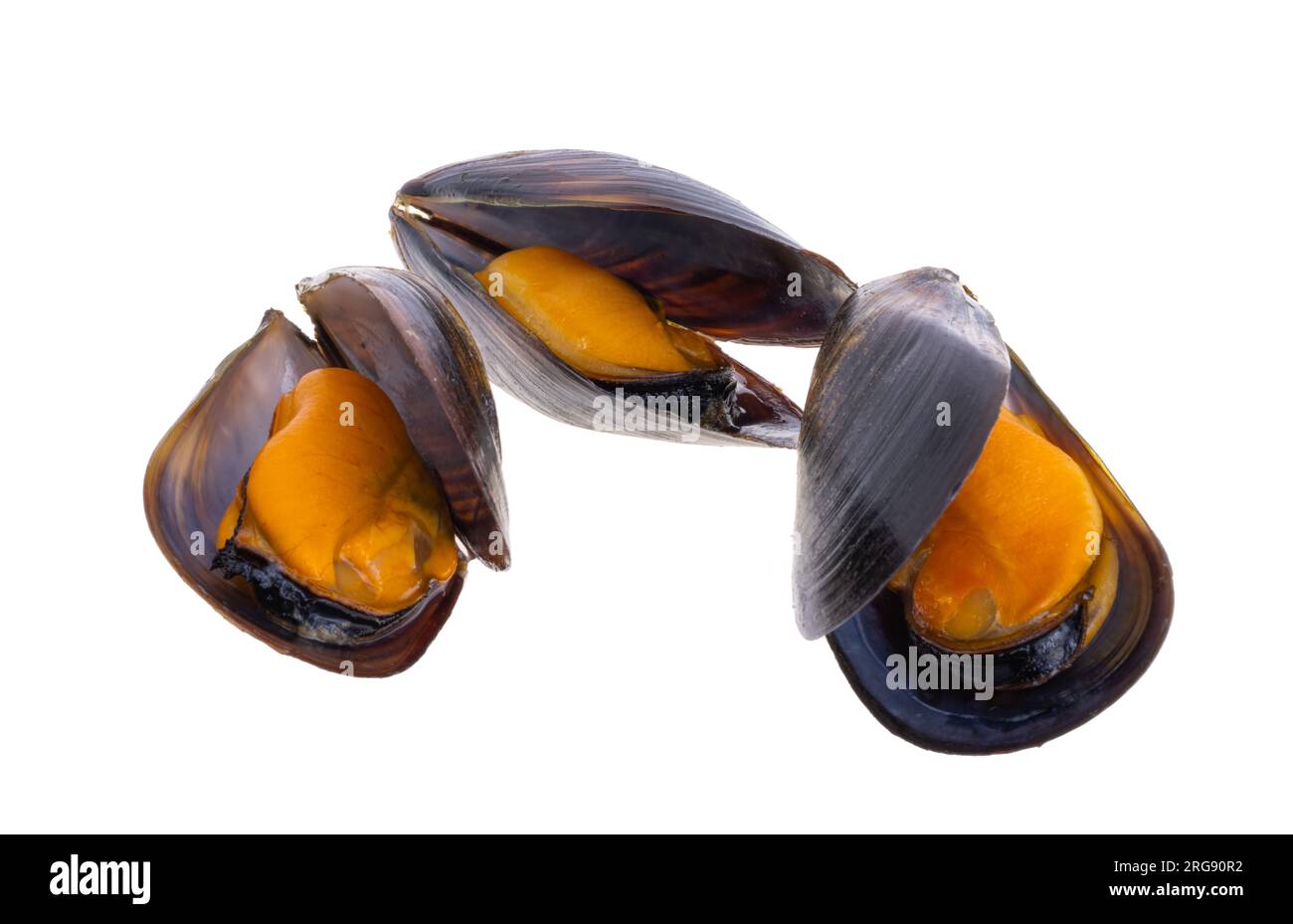 mussels in shell isolated on white background Stock Photo - Alamy