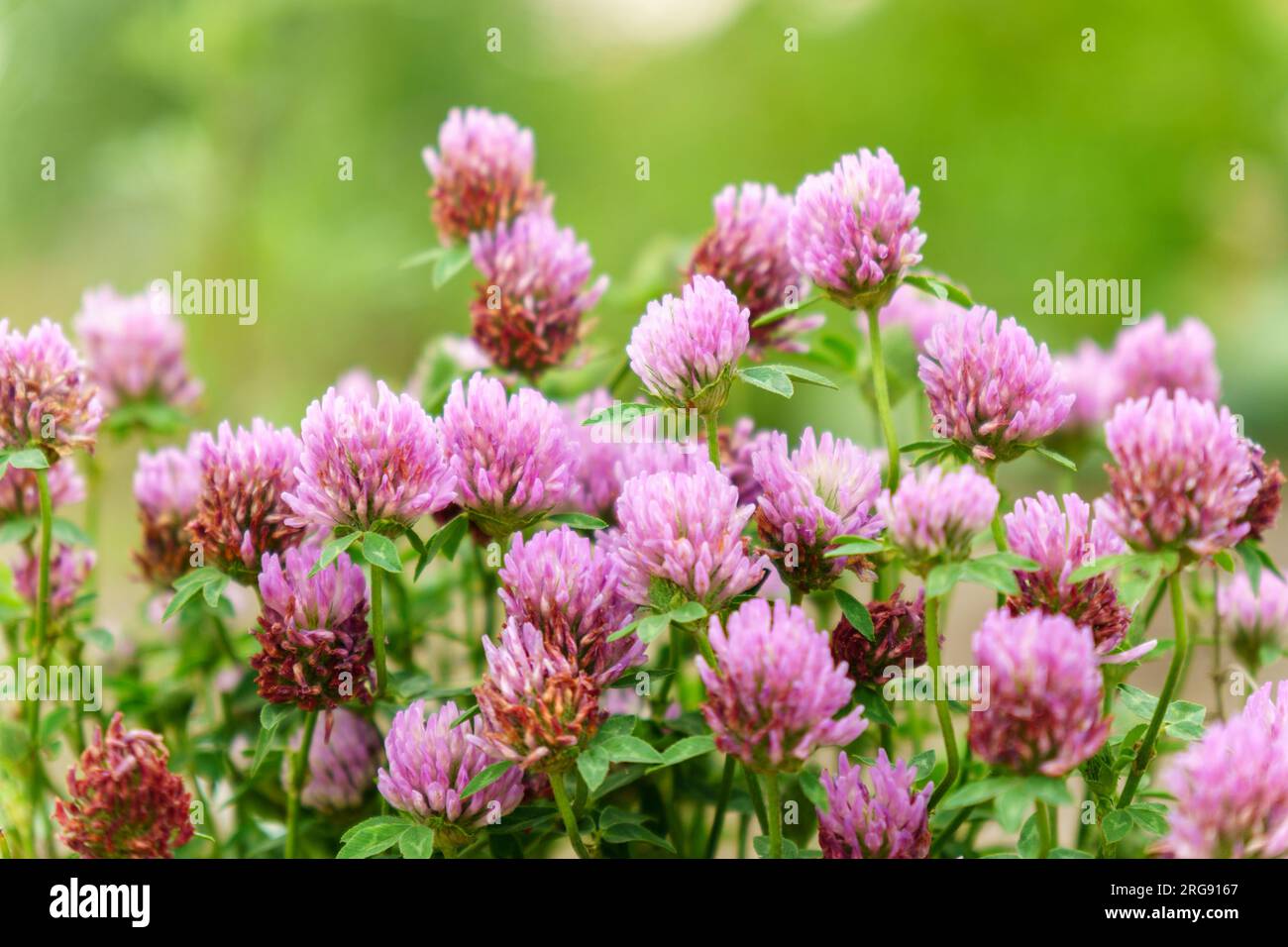 Flowering plant in the family fabaceae hi-res stock photography and ...