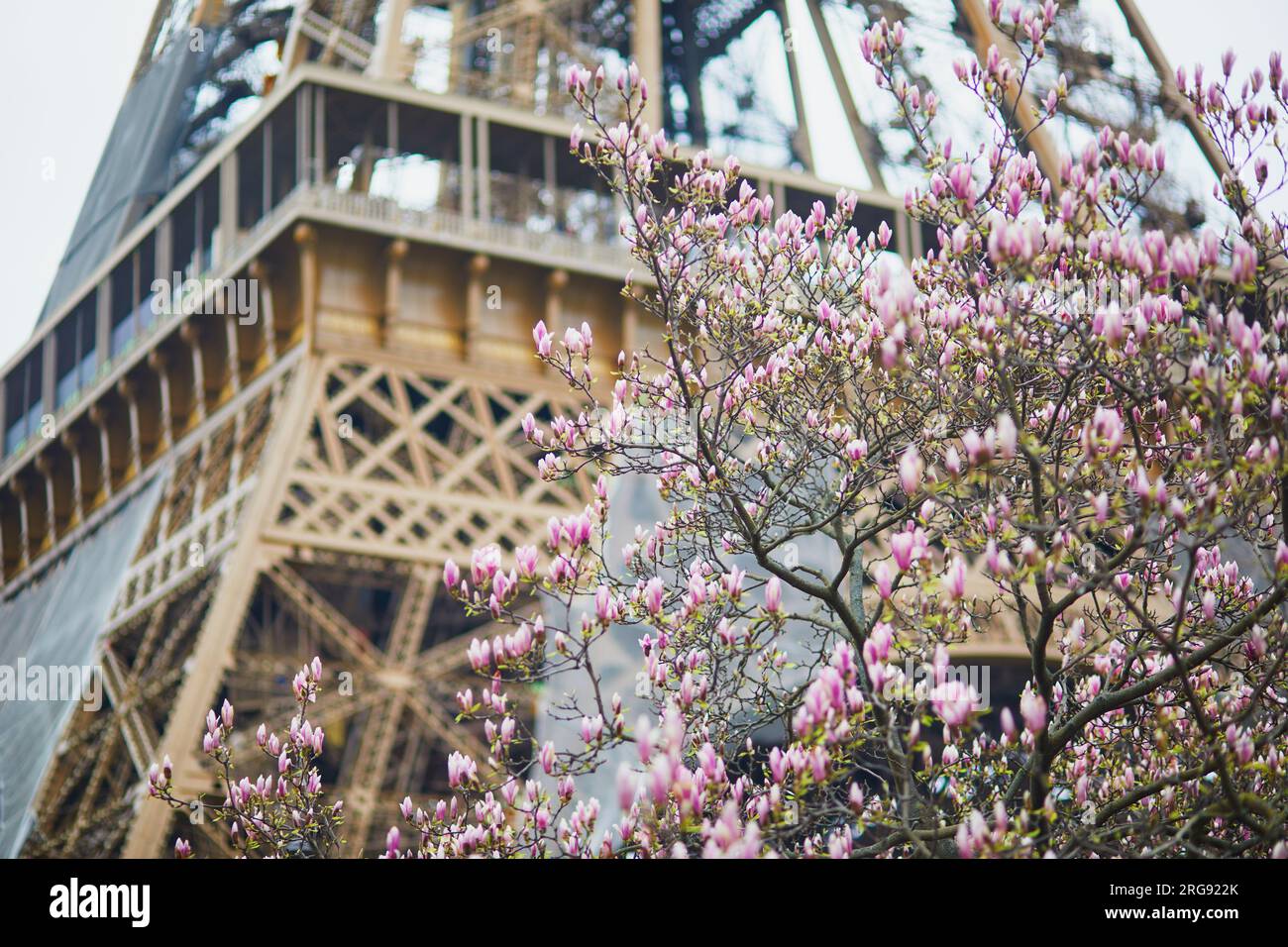 Pink magnolia in full bloom and Eiffel tower in the background ...