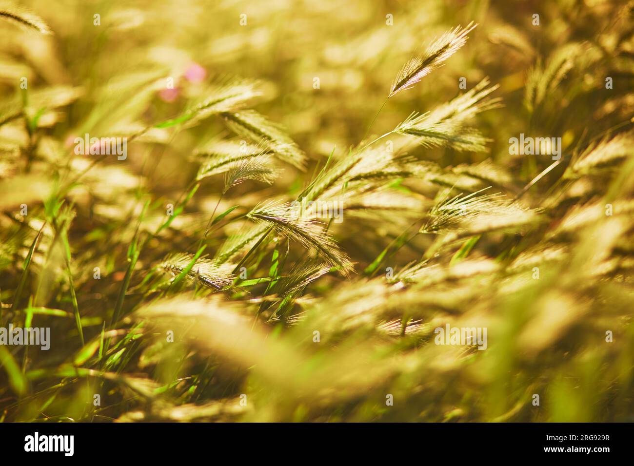 Ears of golden wheat on the field. Scenic rural landscape. Background ...
