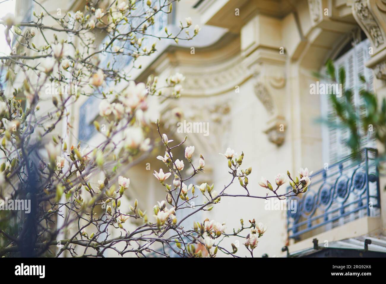White magnolia in full bloom on a Parisian street on a spring day ...