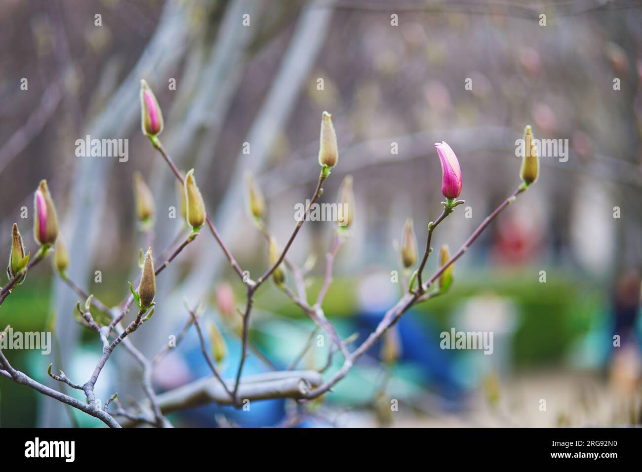 Pink magnolia tree blossoms on a spring day in Palais Royale in Paris ...