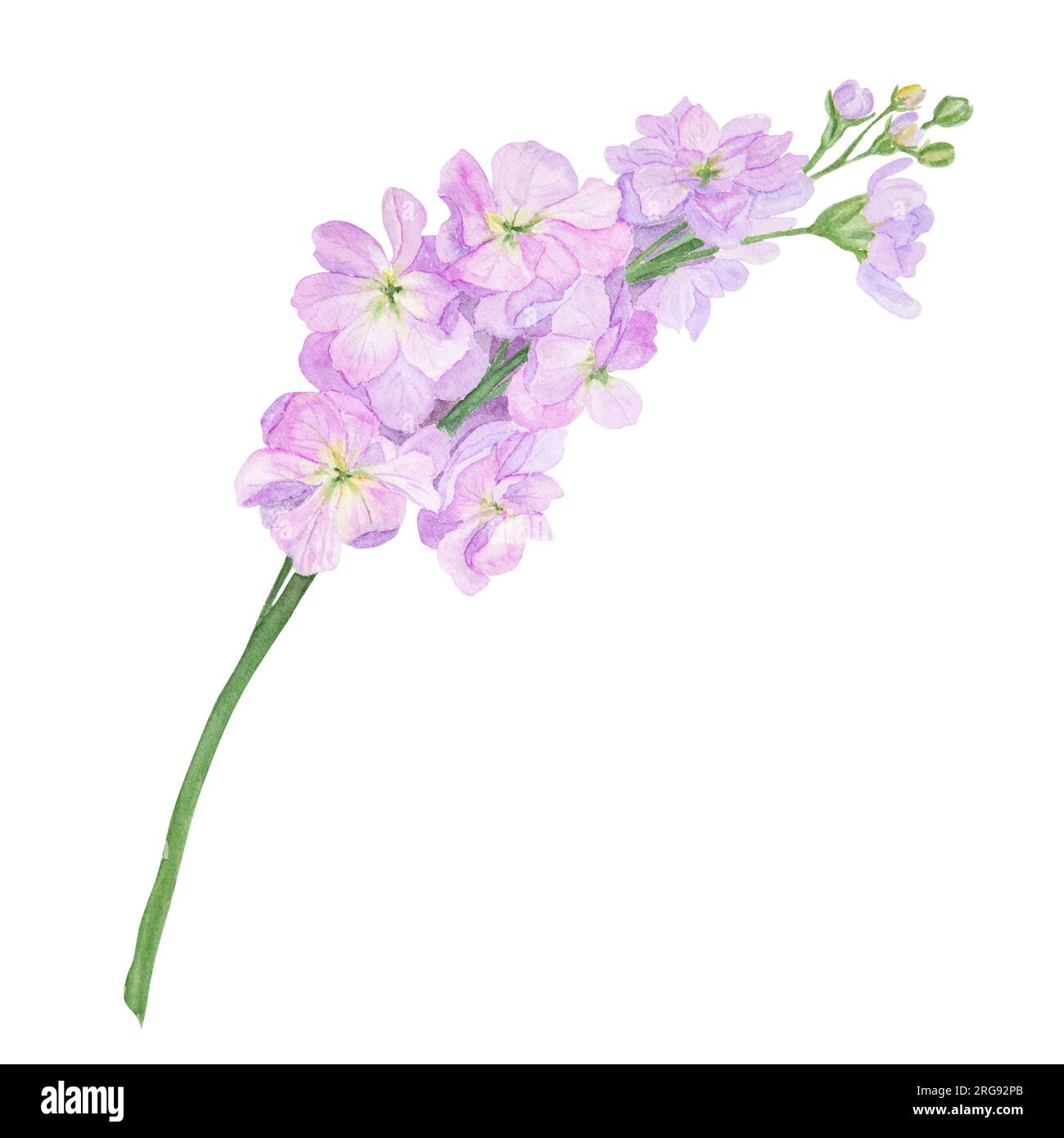 Lilac Gillyflower watercolor illustration. Hand drawn botanical ...