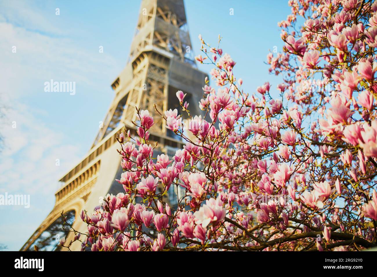 Pink magnolia tree in full bloom near the Eiffel tower in Paris. Spring ...