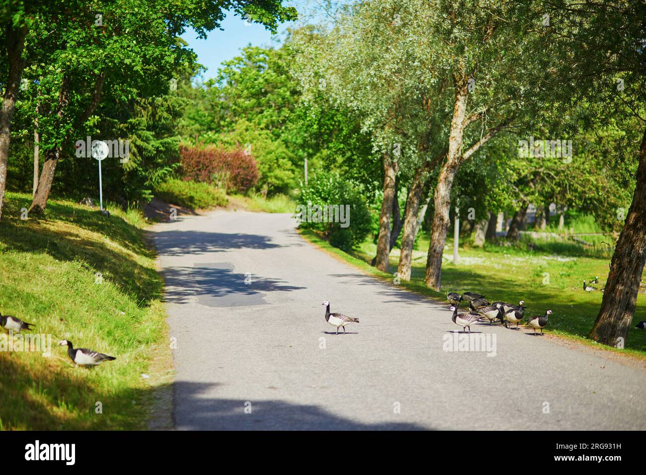 Large flock of Canada geese crossing the road in Finnish countryside ...