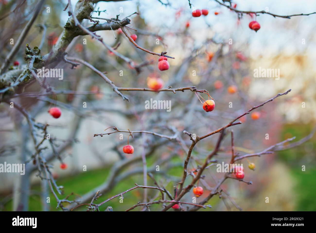 Red ripe apples on a branch of crabapple tree also known as plum-leaved ...