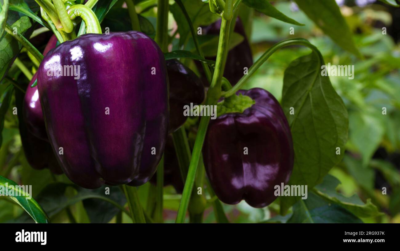 Purple bell peppers that are ripe enough to pick from the garden Stock ...