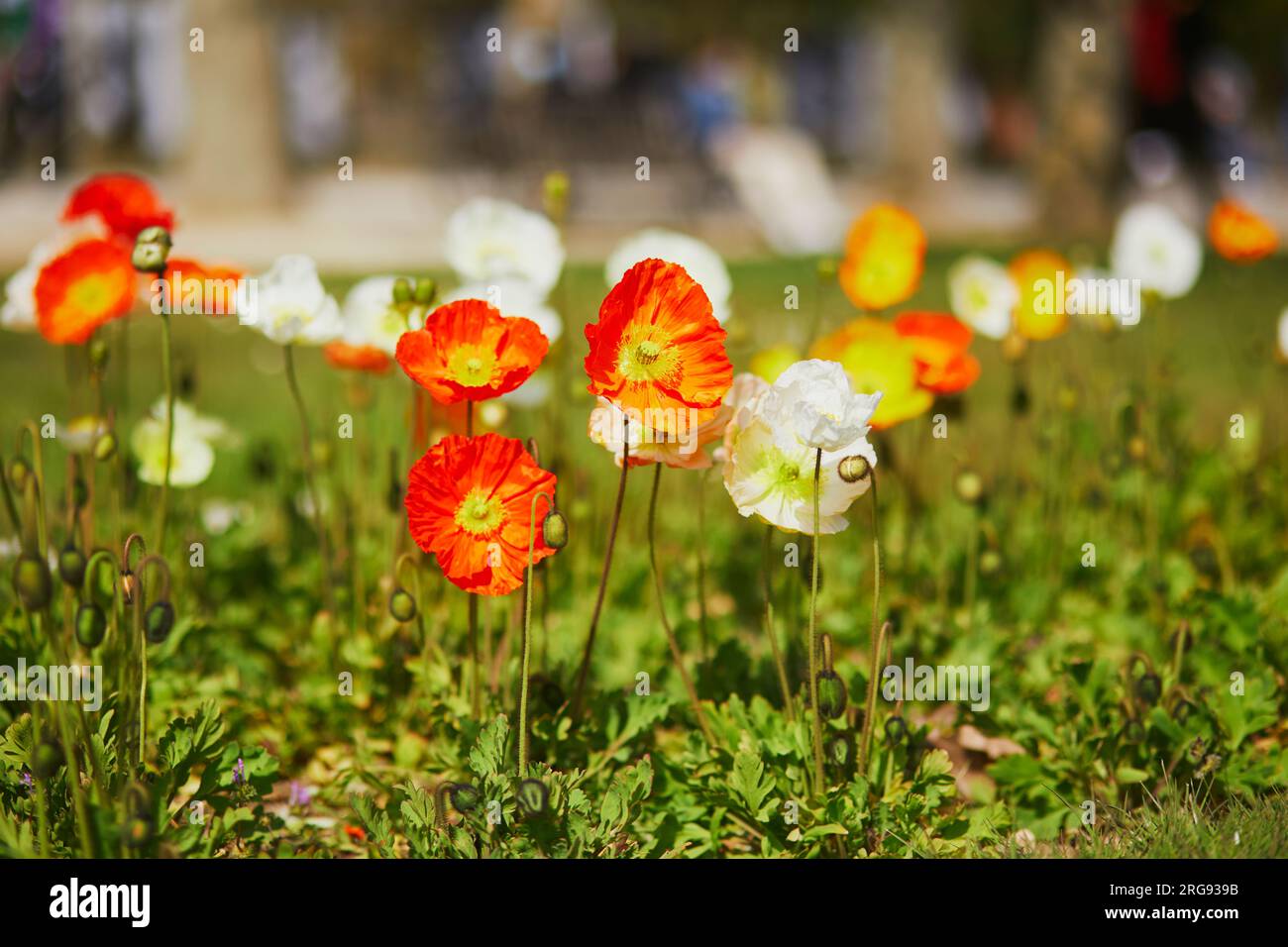 Different colored poppies hi-res stock photography and images - Alamy