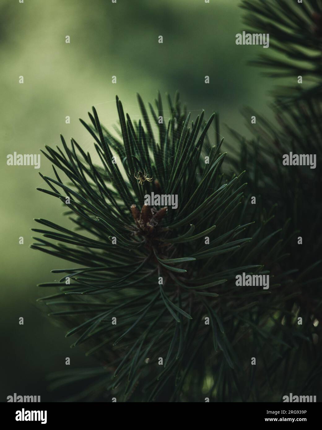 A tiny spider building a nest on the tip of a pine branch Stock Photo ...