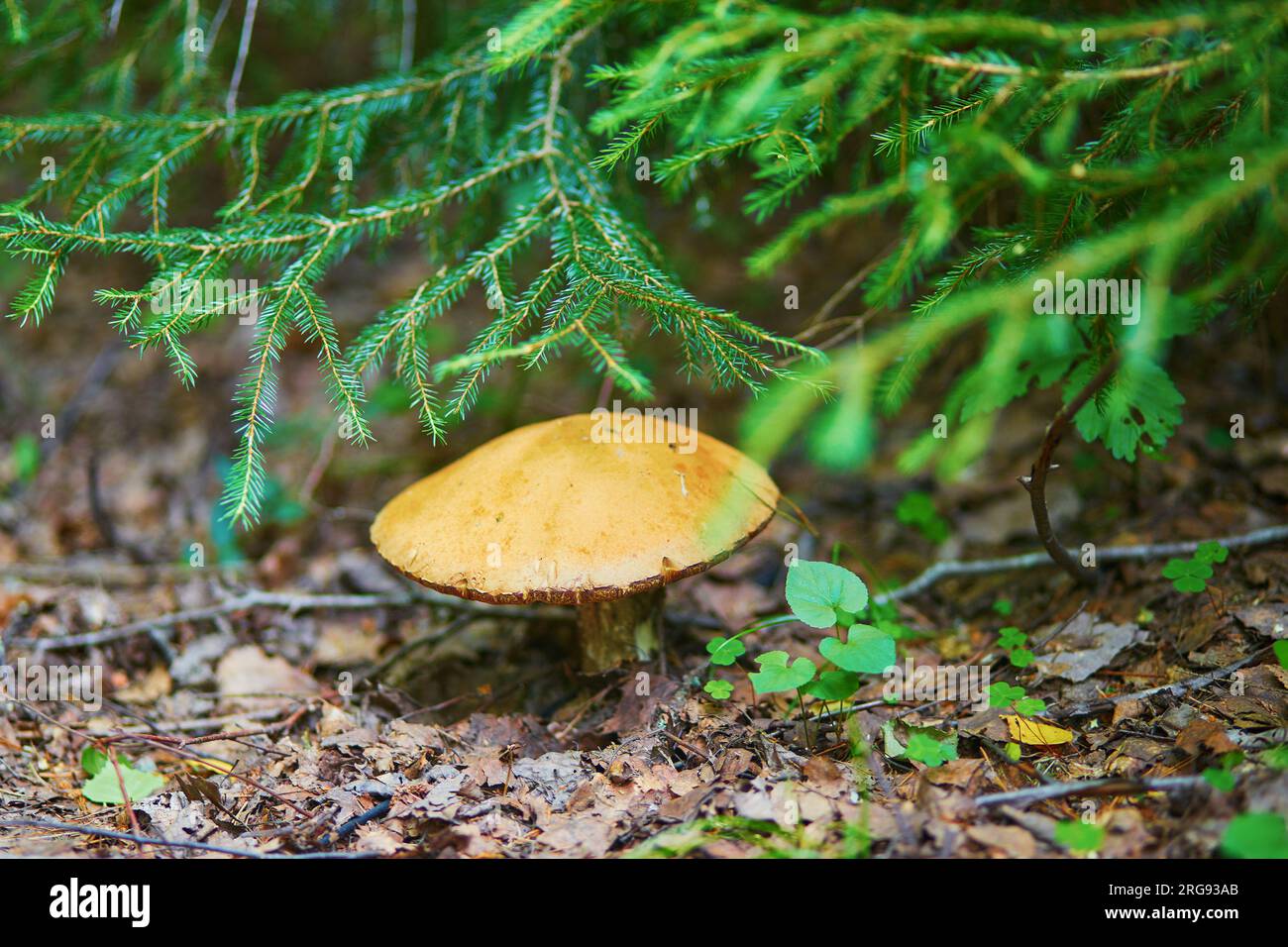 Beautiful boletus mushroom with a green fir-tree branch and forest ...