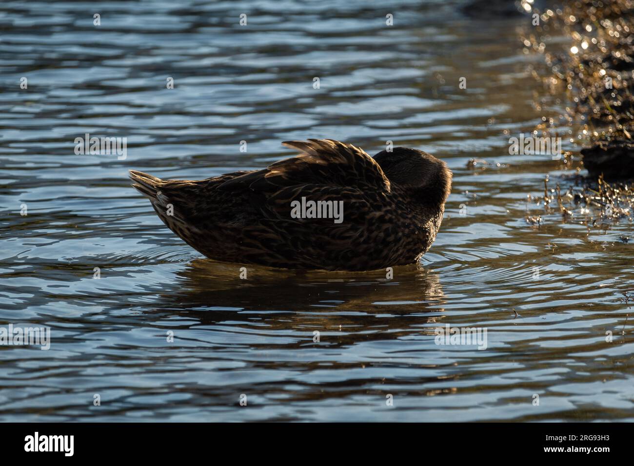 A duck cleaning herself in the lake Stock Photo - Alamy