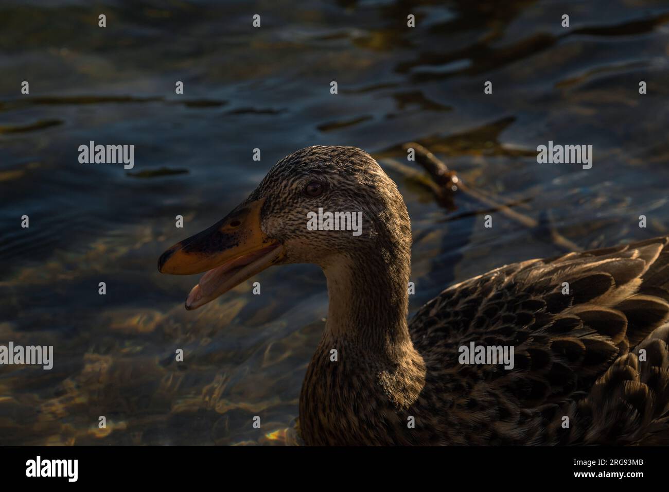 Cute and happy duck smiling for the camera Stock Photo - Alamy