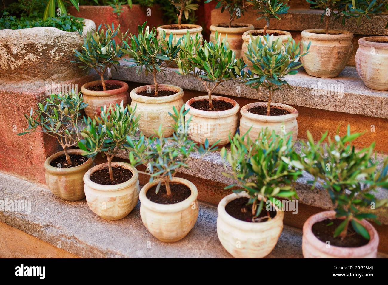 Small olive trees in clay pots on a street market in Gordes, Provence ...