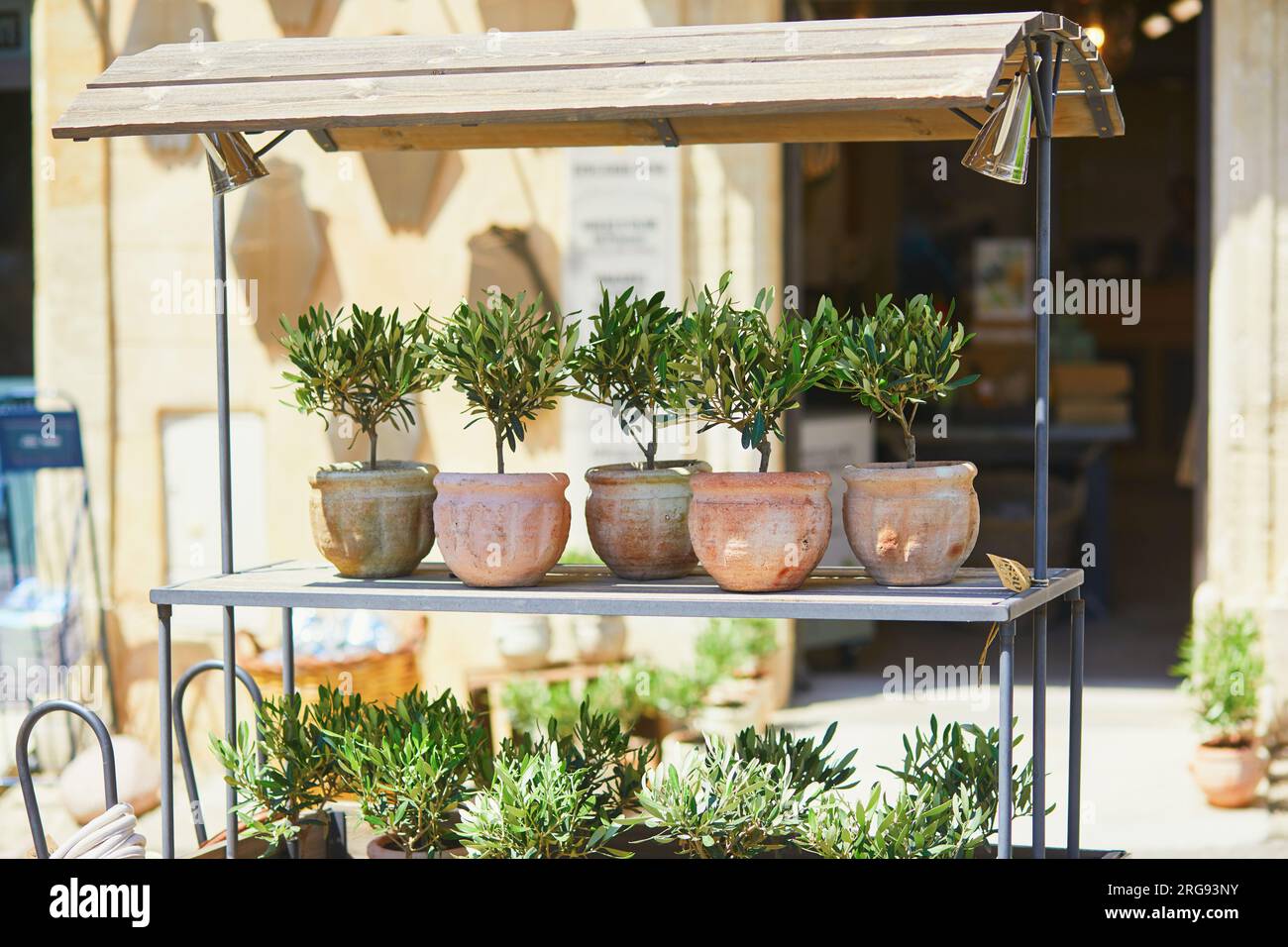 Olive tree in pot in garden hi-res stock photography and images - Alamy