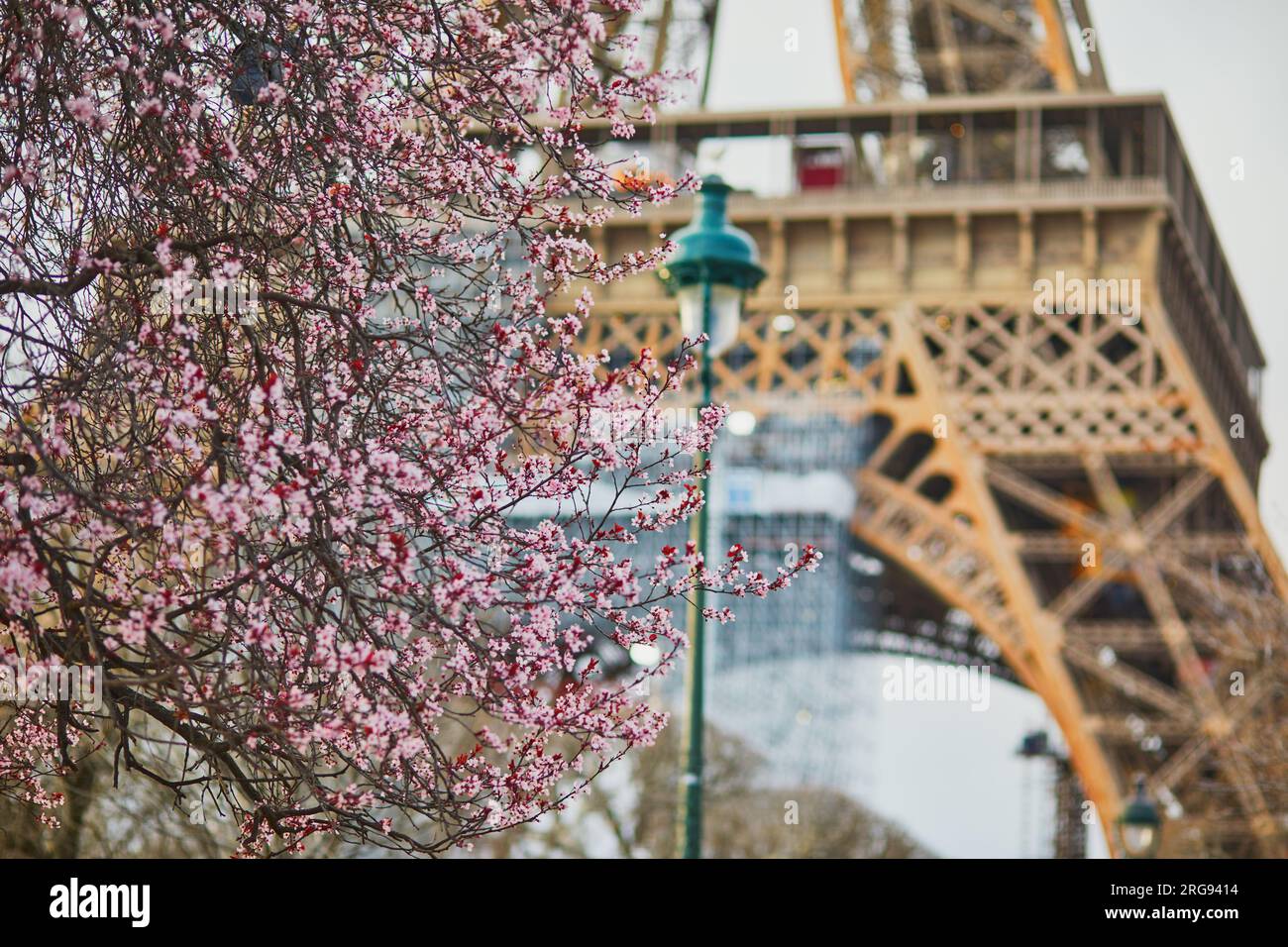 Cherry blossom tree in full bloom near the Eiffel tower in Paris ...