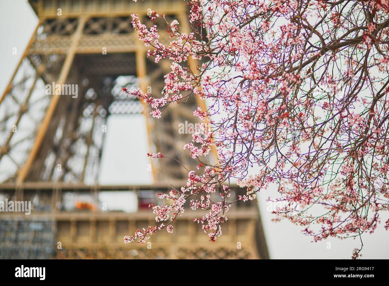 Cherry blossom tree in full bloom near the Eiffel tower in Paris ...