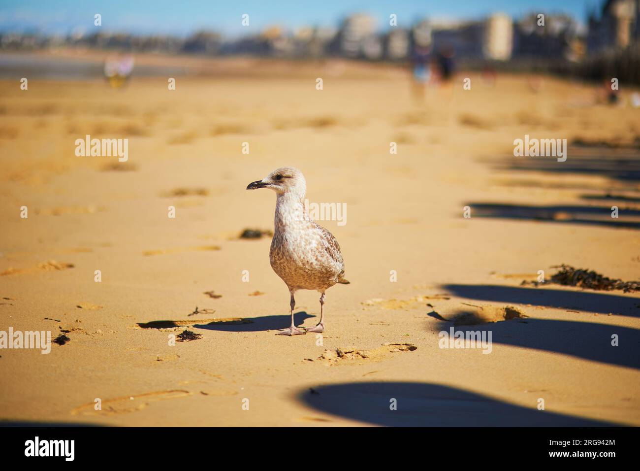 Large seagull on the beach of Saint-Malo, Brittany, France Stock Photo ...