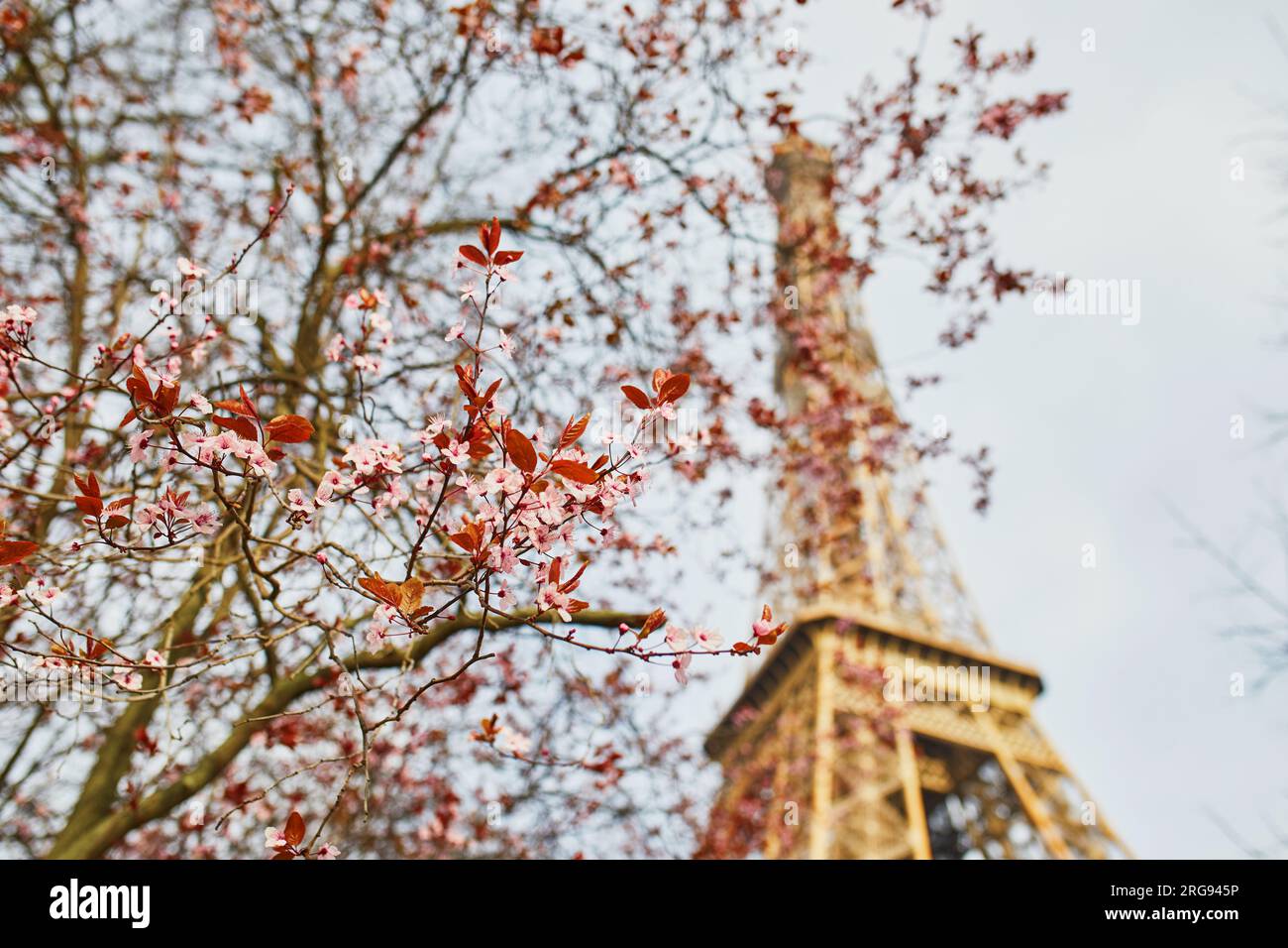 Cherry blossom tree in full bloom near the Eiffel tower in Paris ...