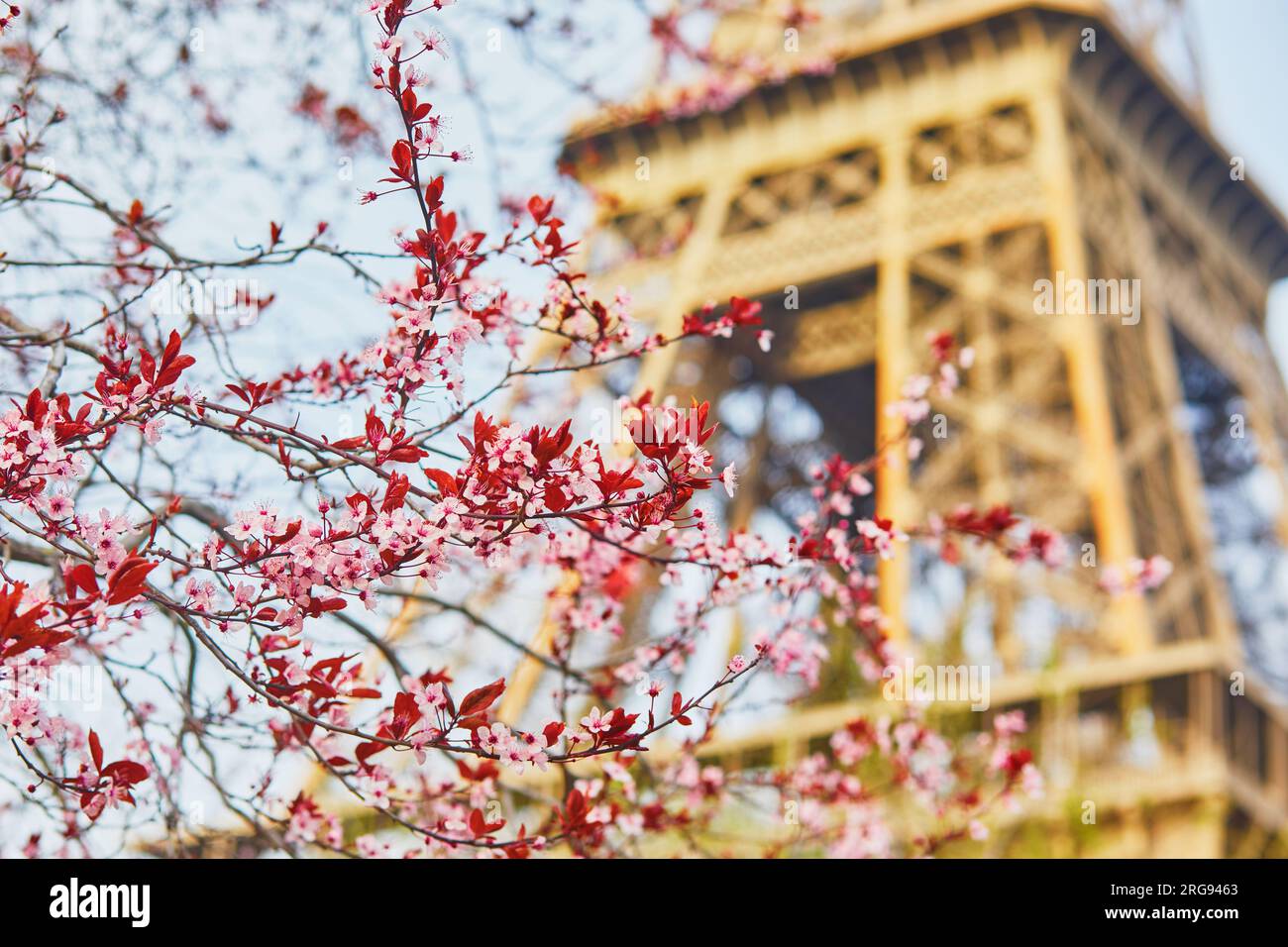Cherry blossom tree in full bloom near the Eiffel tower in Paris ...