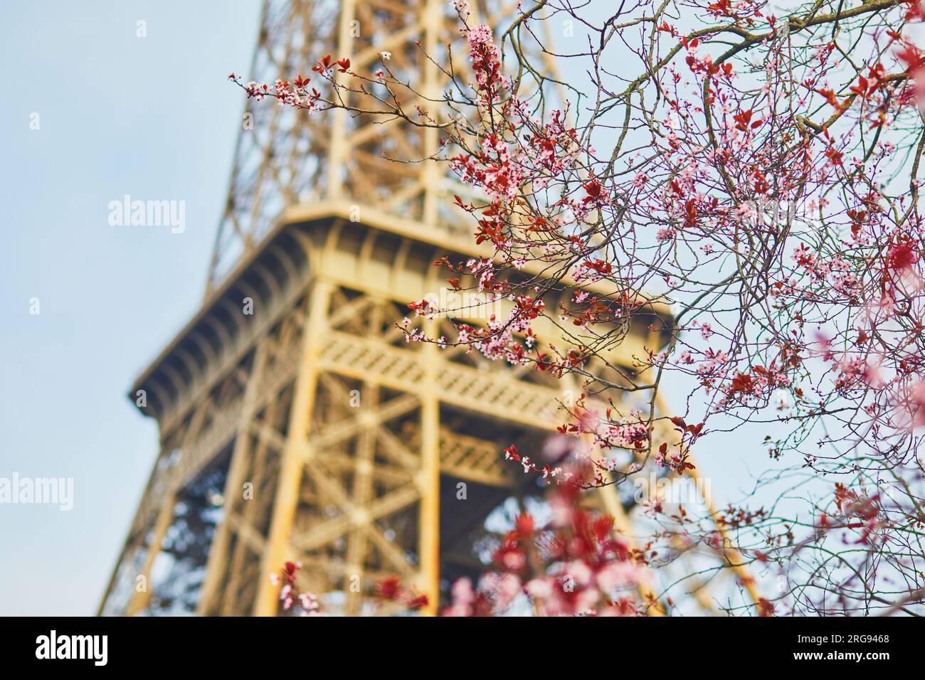 Cherry blossom tree in full bloom near the Eiffel tower in Paris ...