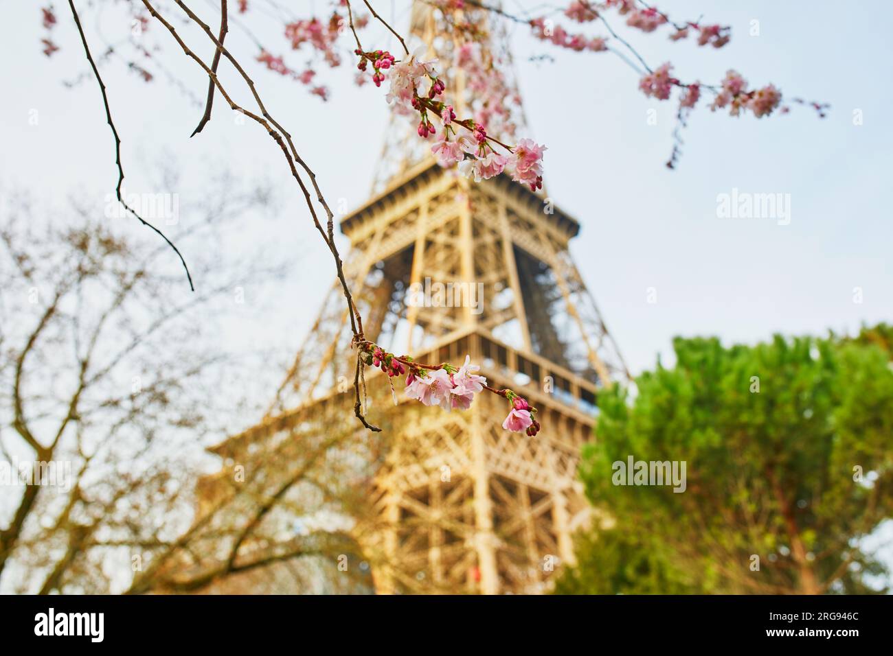 Cherry blossom tree in full bloom near the Eiffel tower in Paris ...