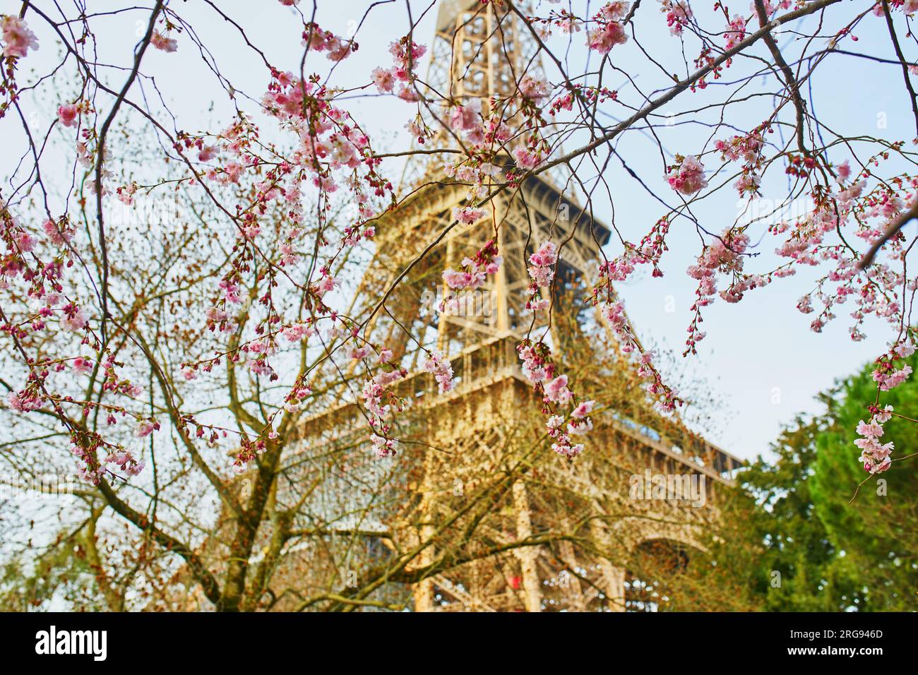 Cherry blossom tree in full bloom near the Eiffel tower in Paris ...