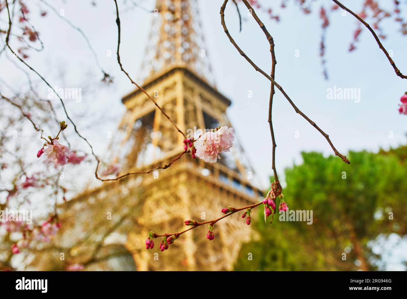 Cherry blossom tree in full bloom near the Eiffel tower in Paris ...