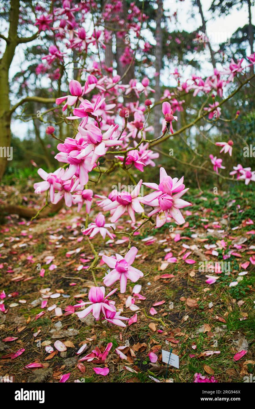 Giant pink magnolia in full bloom in Park Floral of Bois de Vincennes ...