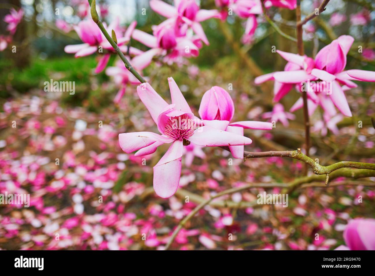 Giant pink magnolia in full bloom in Park Floral of Bois de Vincennes ...