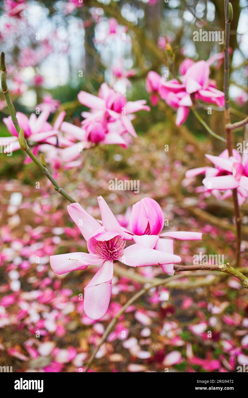 Giant pink magnolia in full bloom in Park Floral of Bois de Vincennes ...