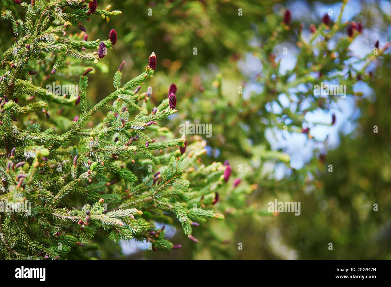 Branches of a decorative spruce with lilac cones. Close-up. Coniferous ...