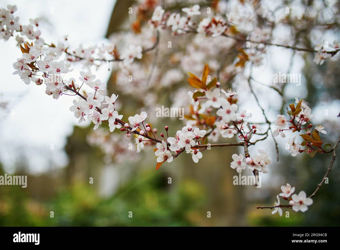 Beautiful pink cherry blossom tree in full bloom on a spring day Stock ...