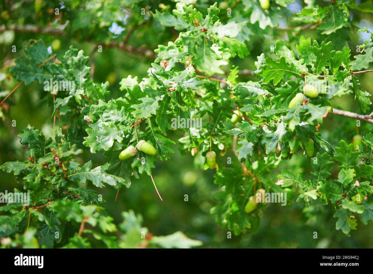 Oak tree leaves cap hi-res stock photography and images - Alamy
