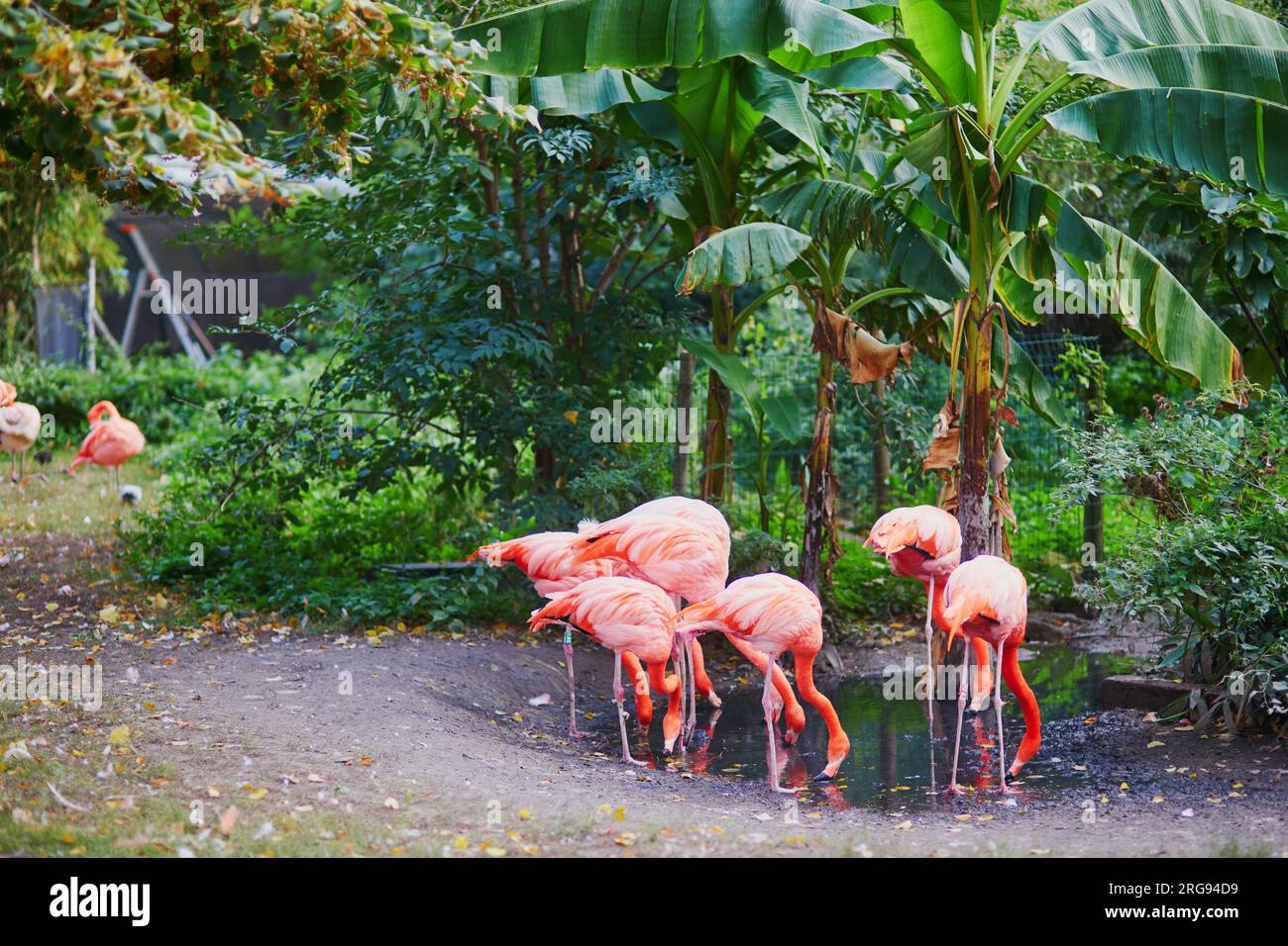Zoo of paris hi-res stock photography and images - Alamy