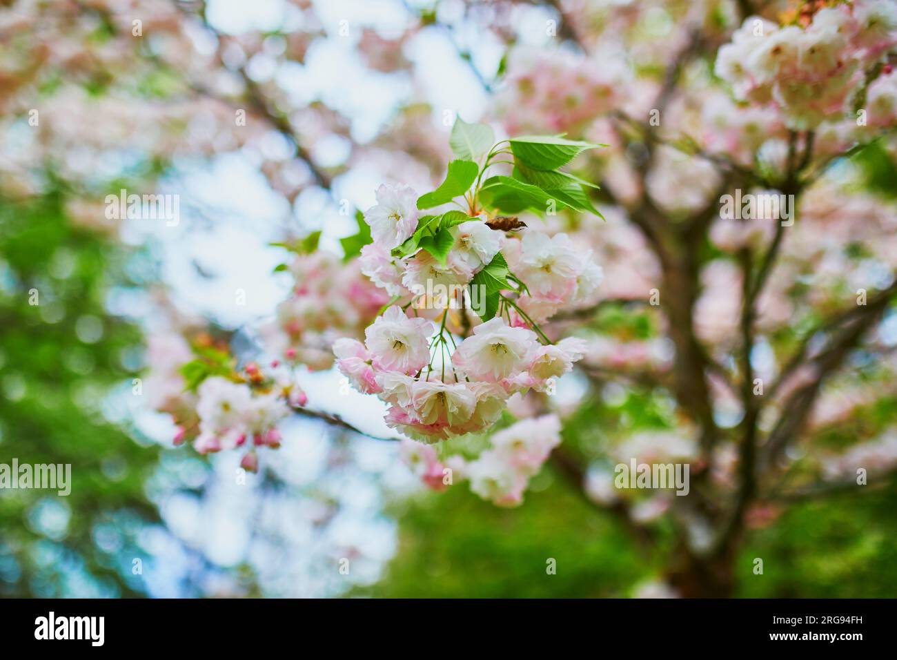Beautiful pink cherry blossom tree in full bloom on a spring day Stock ...