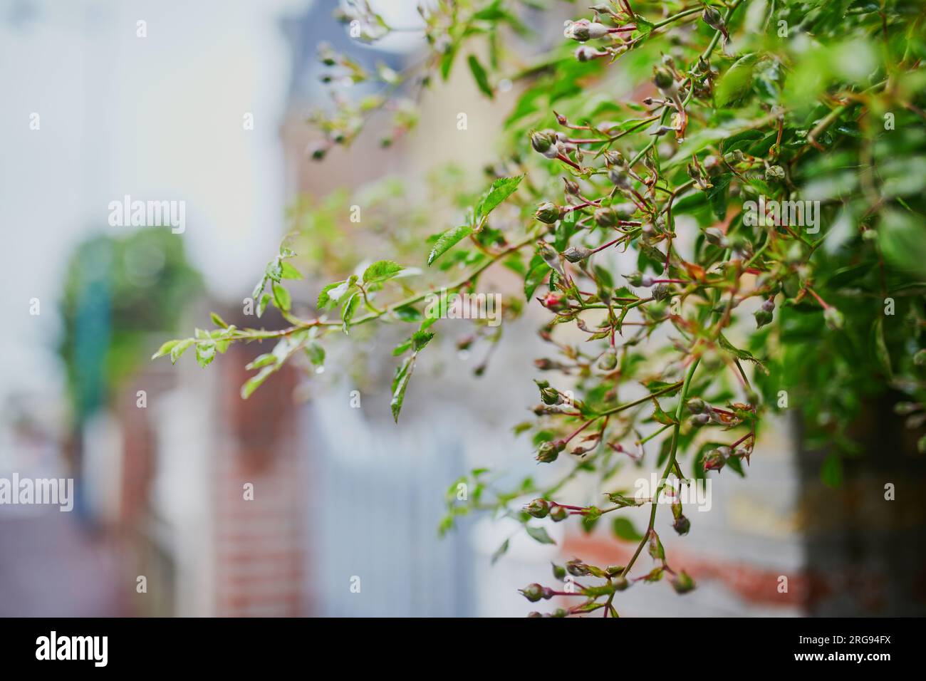 Wet tree leaves after a rain shower hi-res stock photography and images ...