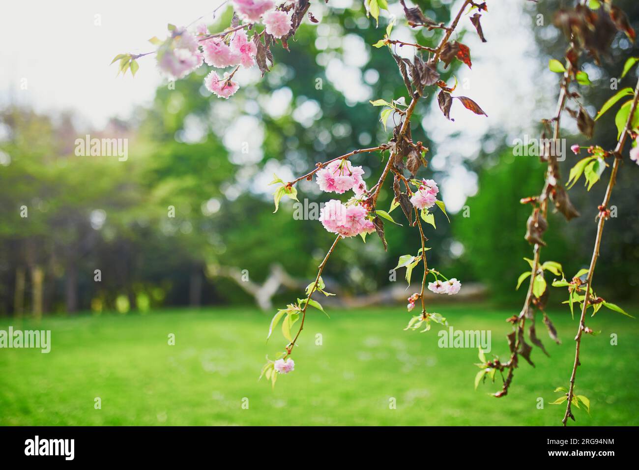 Beautiful pink cherry blossom tree in full bloom on a spring day Stock ...