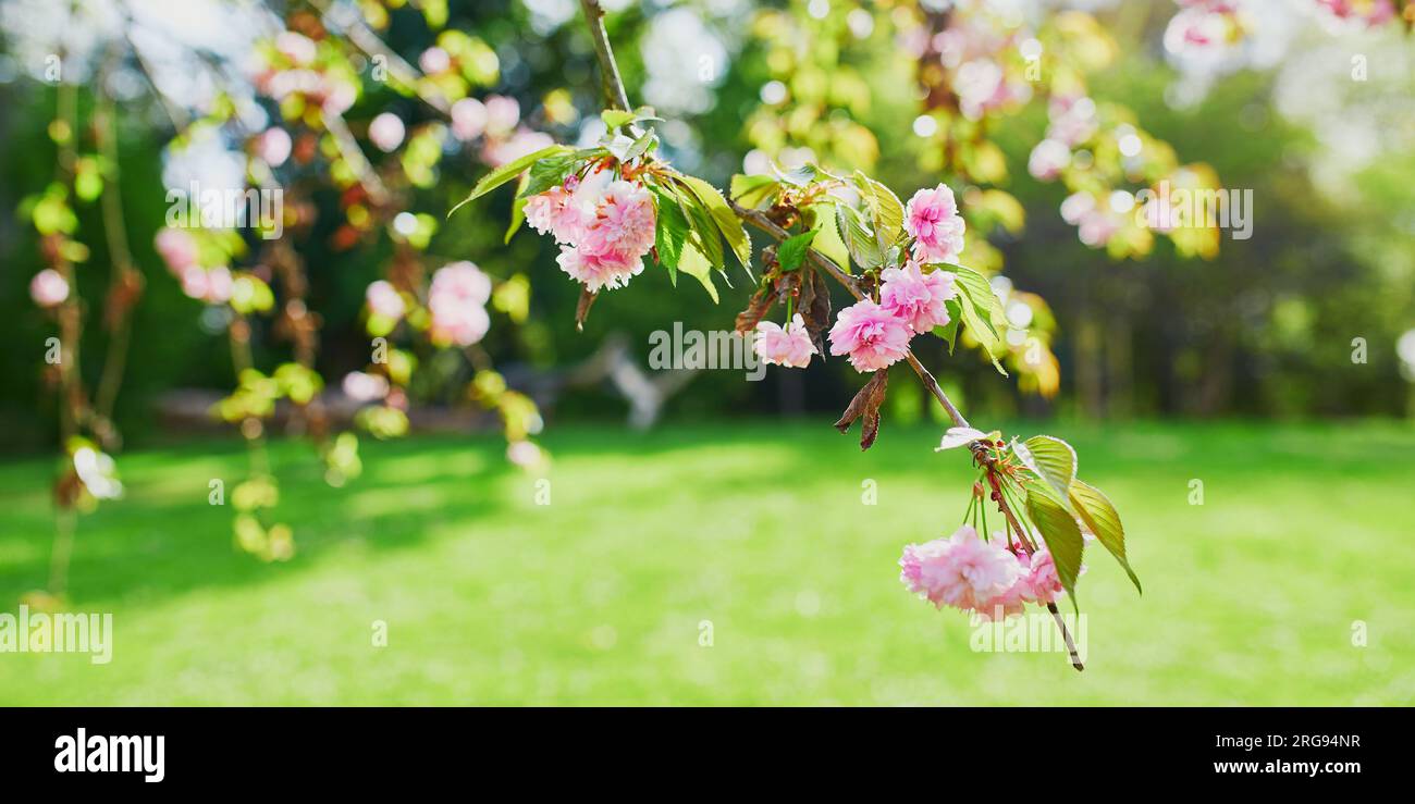 Beautiful pink cherry blossom tree in full bloom on a spring day Stock ...