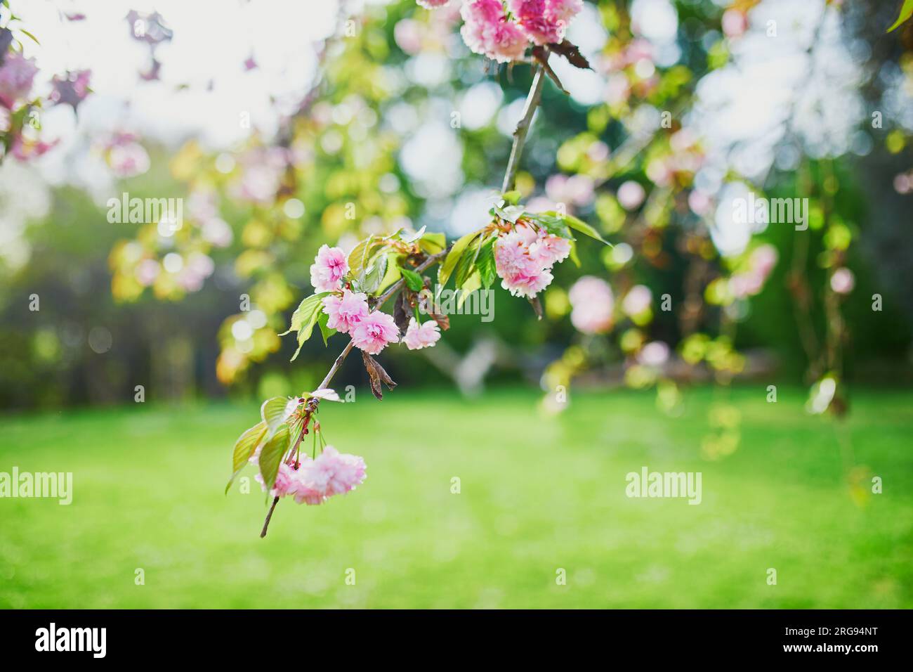 Beautiful pink cherry blossom tree in full bloom on a spring day Stock ...