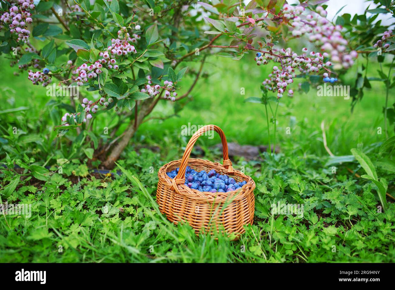 Fresh ripe delicious blueberries in basket under the bush on organic ...