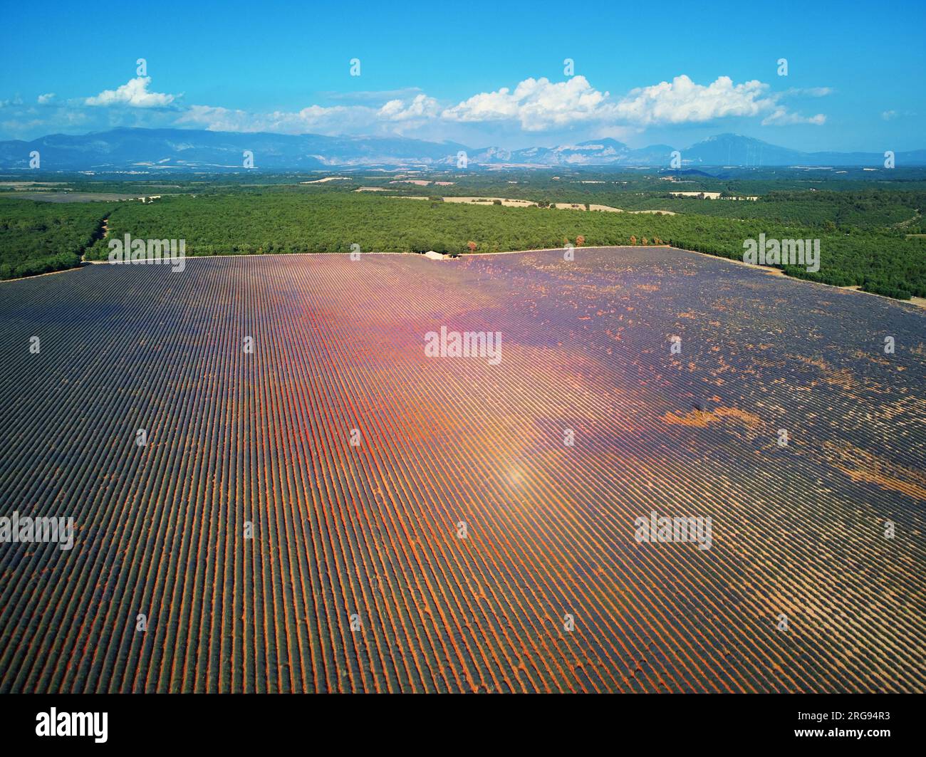 Aerial scenic Mediterranean landscape with lavender fields in Provence ...