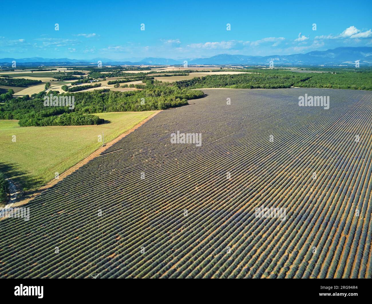 Aerial view of lavender fields in valensole, france hi-res stock ...
