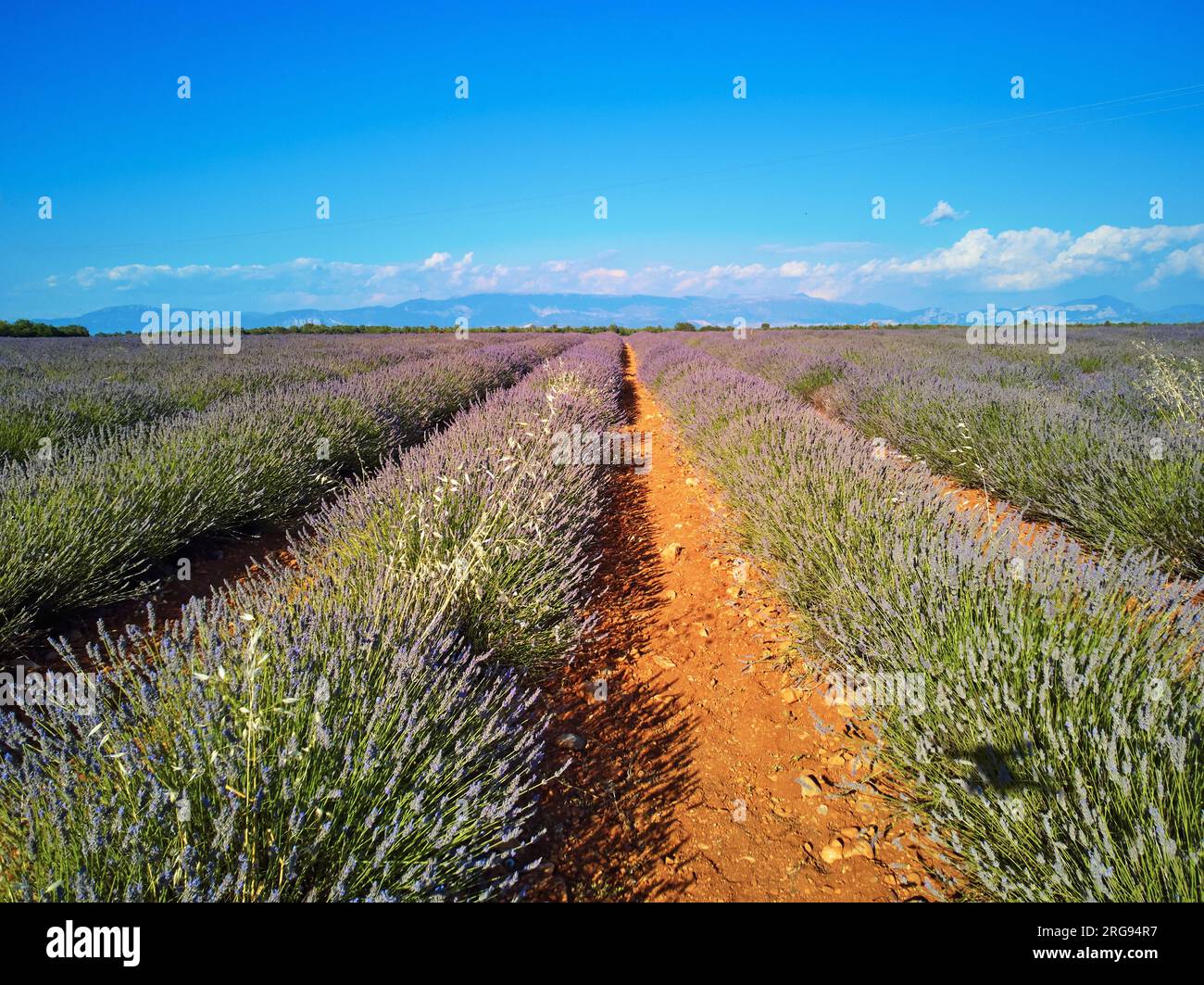 Aerial view of lavender fields in valensole, france hi-res stock photography and images - Alamy