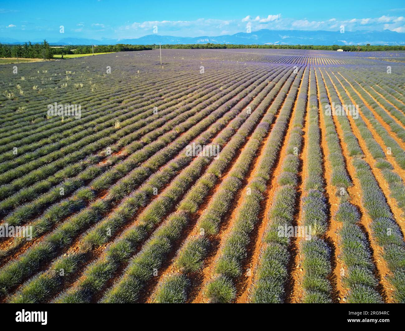 Aerial view of lavender fields in valensole, france hi-res stock photography and images - Alamy