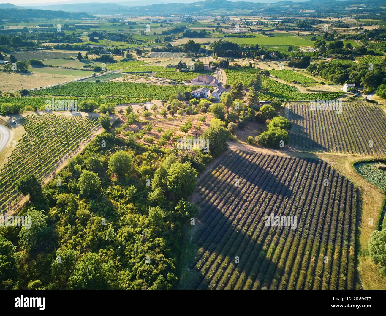 Aerial view of lavender fields in valensole, france hi-res stock photography and images - Alamy