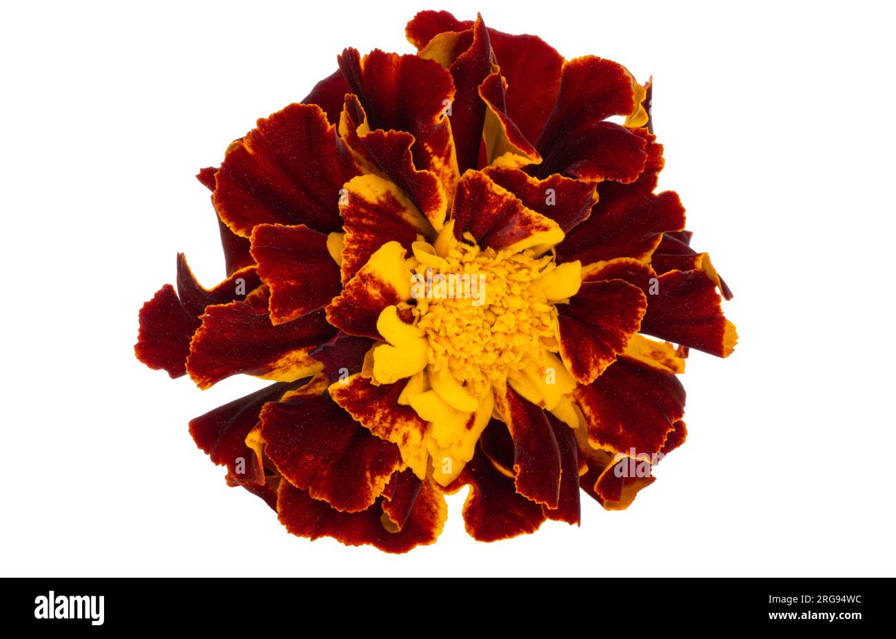 marigold isolated on white background Stock Photo - Alamy