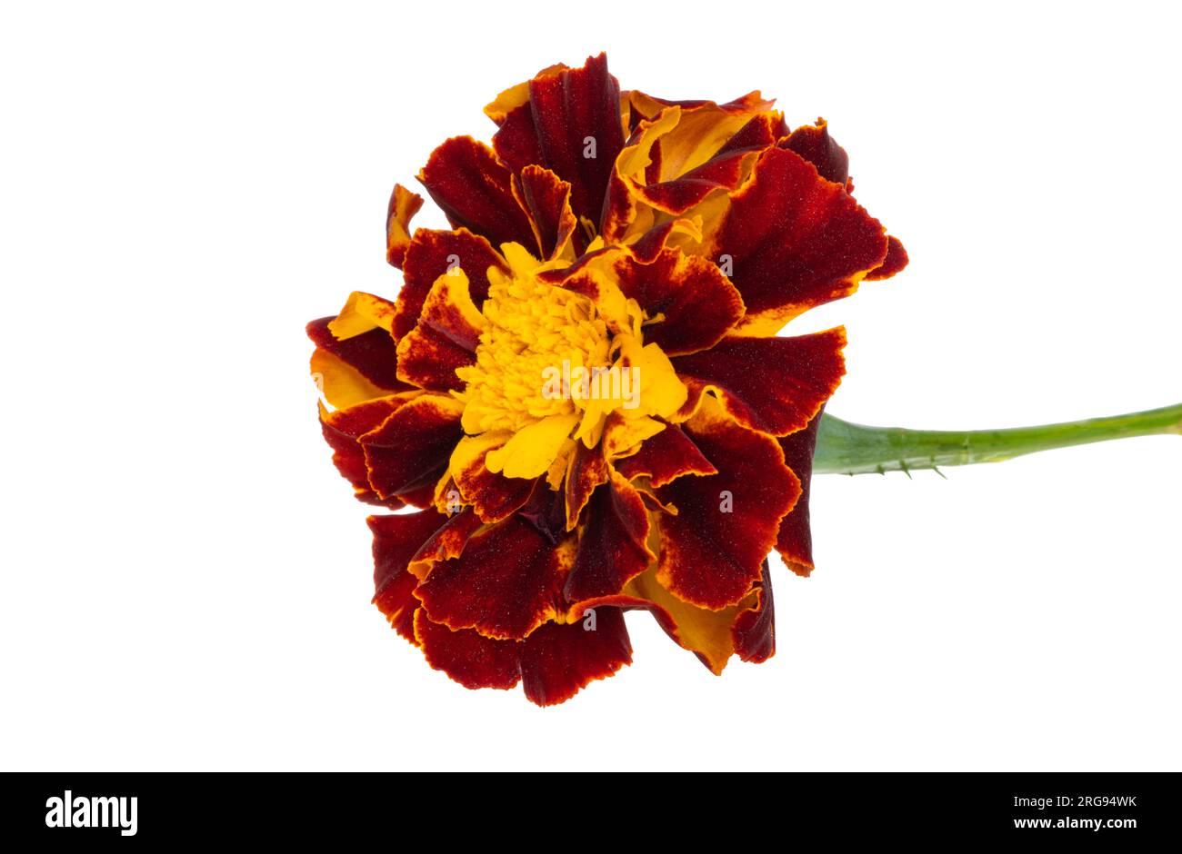 marigold isolated on white background Stock Photo - Alamy