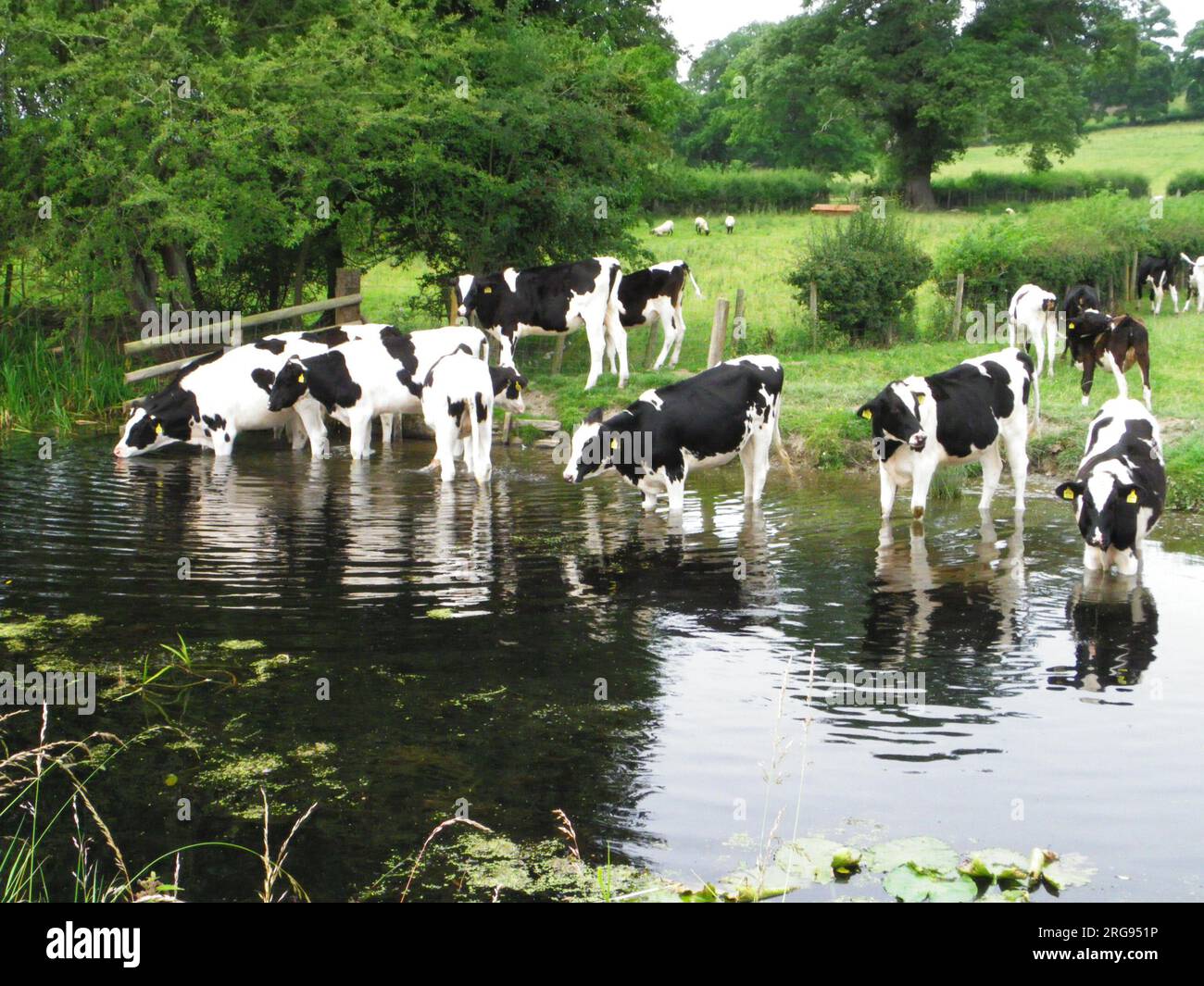Cows drinking the water near Berriew Lock on the Montgomery Canal ...