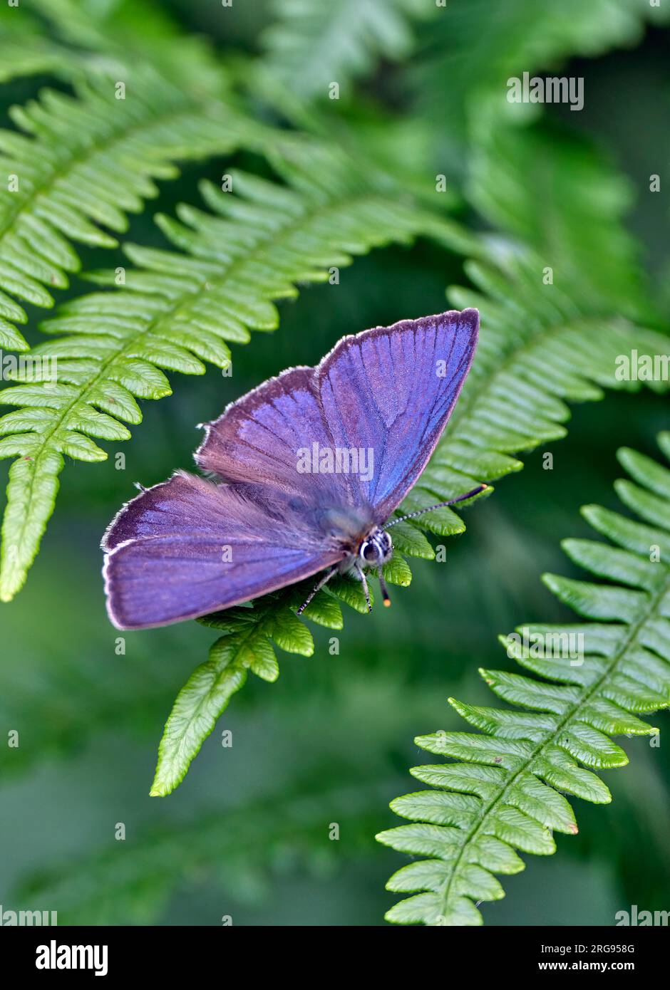 Claygate hi-res stock photography and images - Alamy